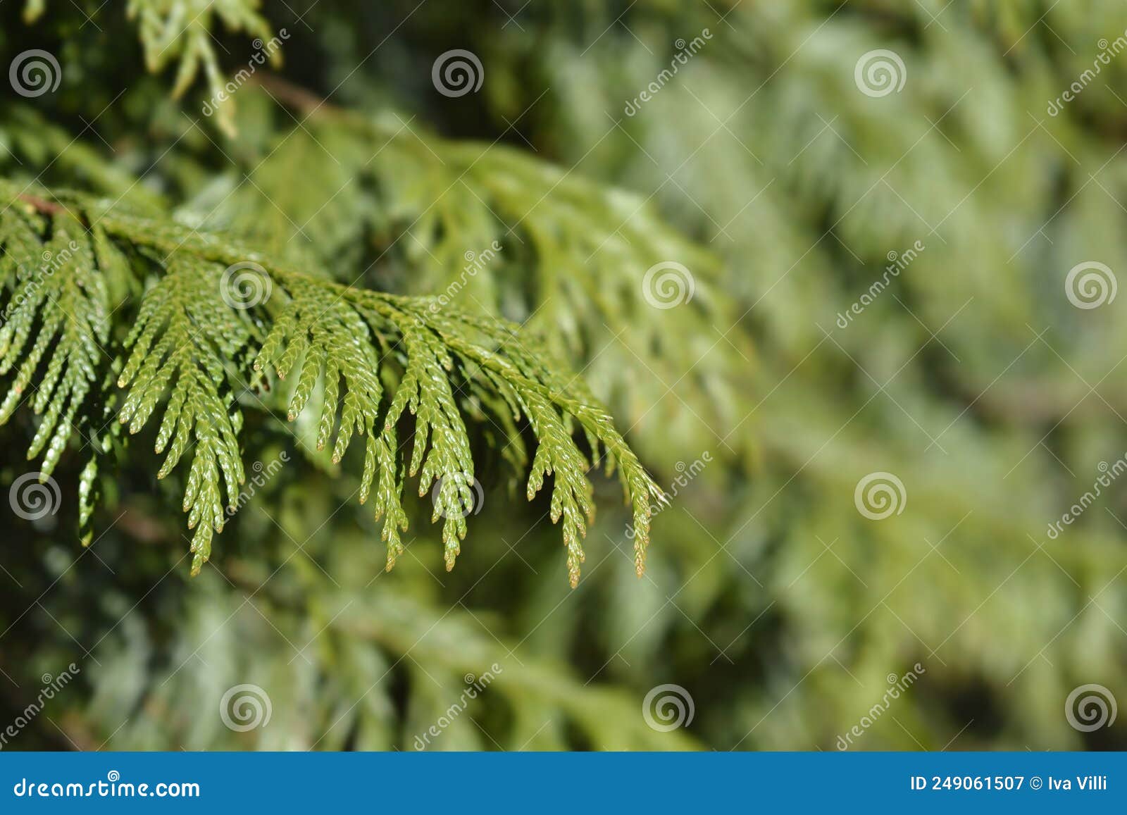 Western Red Cedar stock image. Image of leaf, branch - 249061507