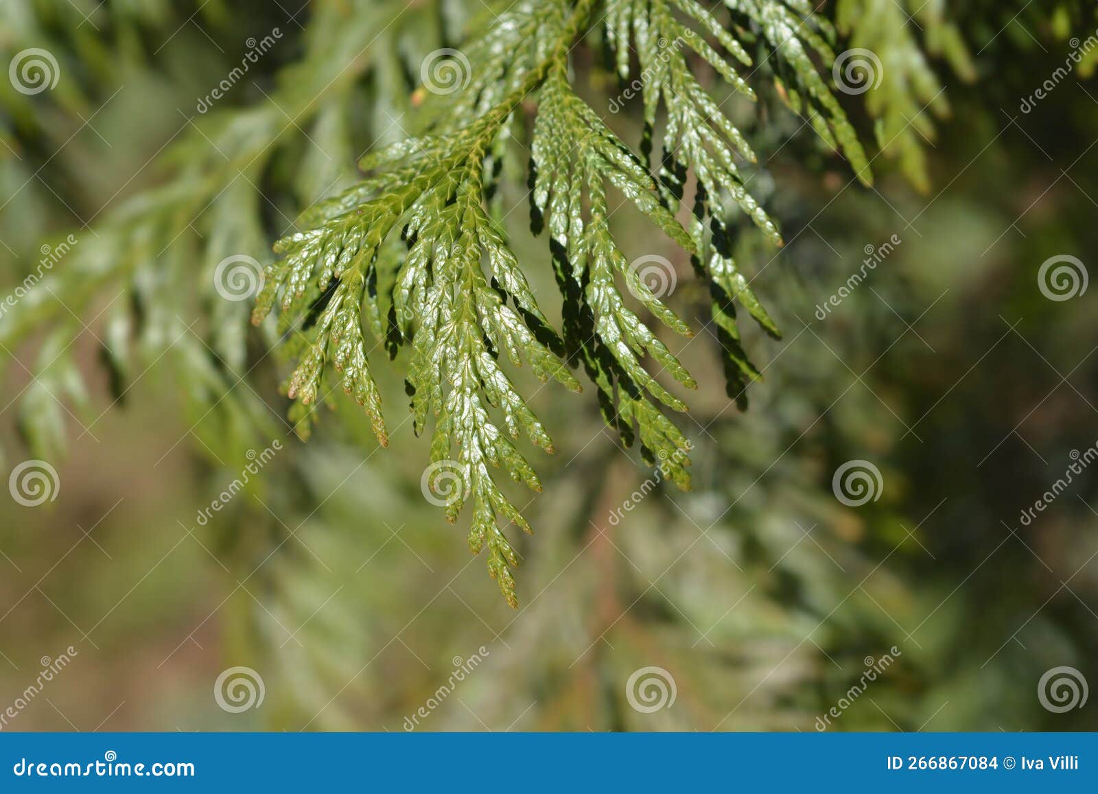 Western Red Cedar stock photo. Image of western, branch - 266867084