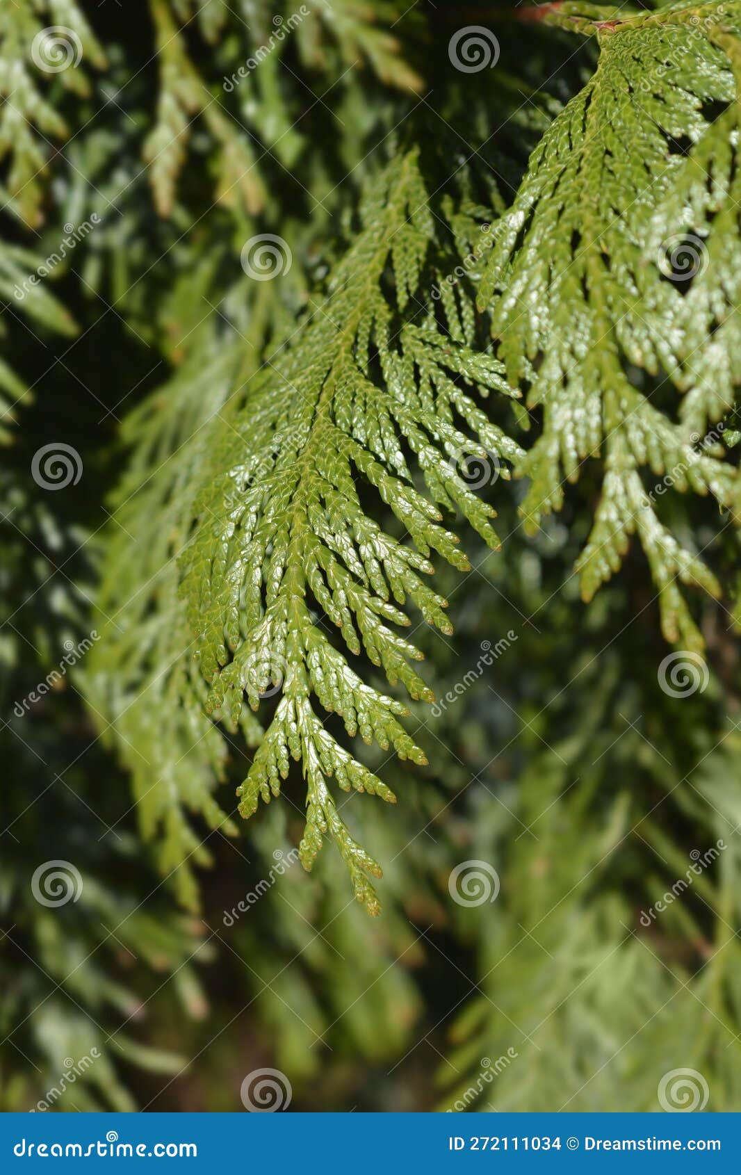 Western Red Cedar stock photo. Image of british, green - 272111034