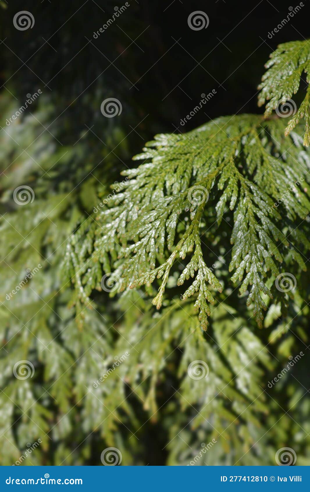 Western Red Cedar stock photo. Image of giant, british - 277412810
