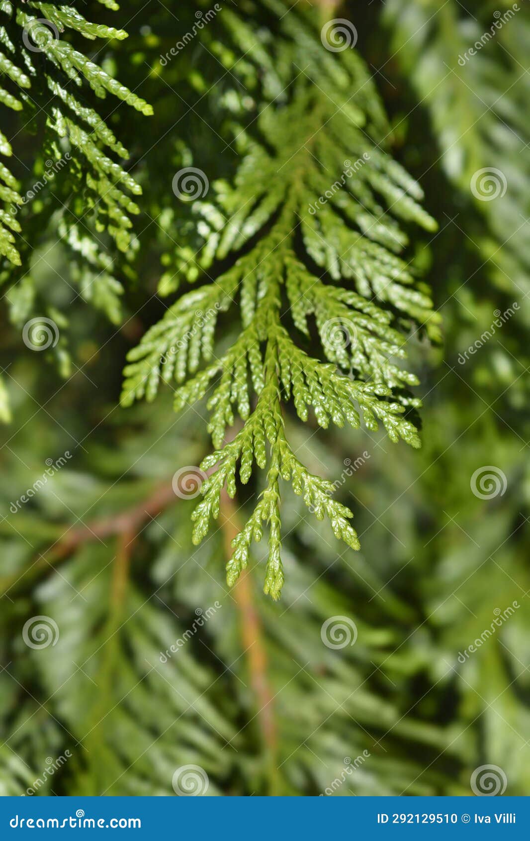 Western Red Cedar stock photo. Image of western, vitae - 292129510