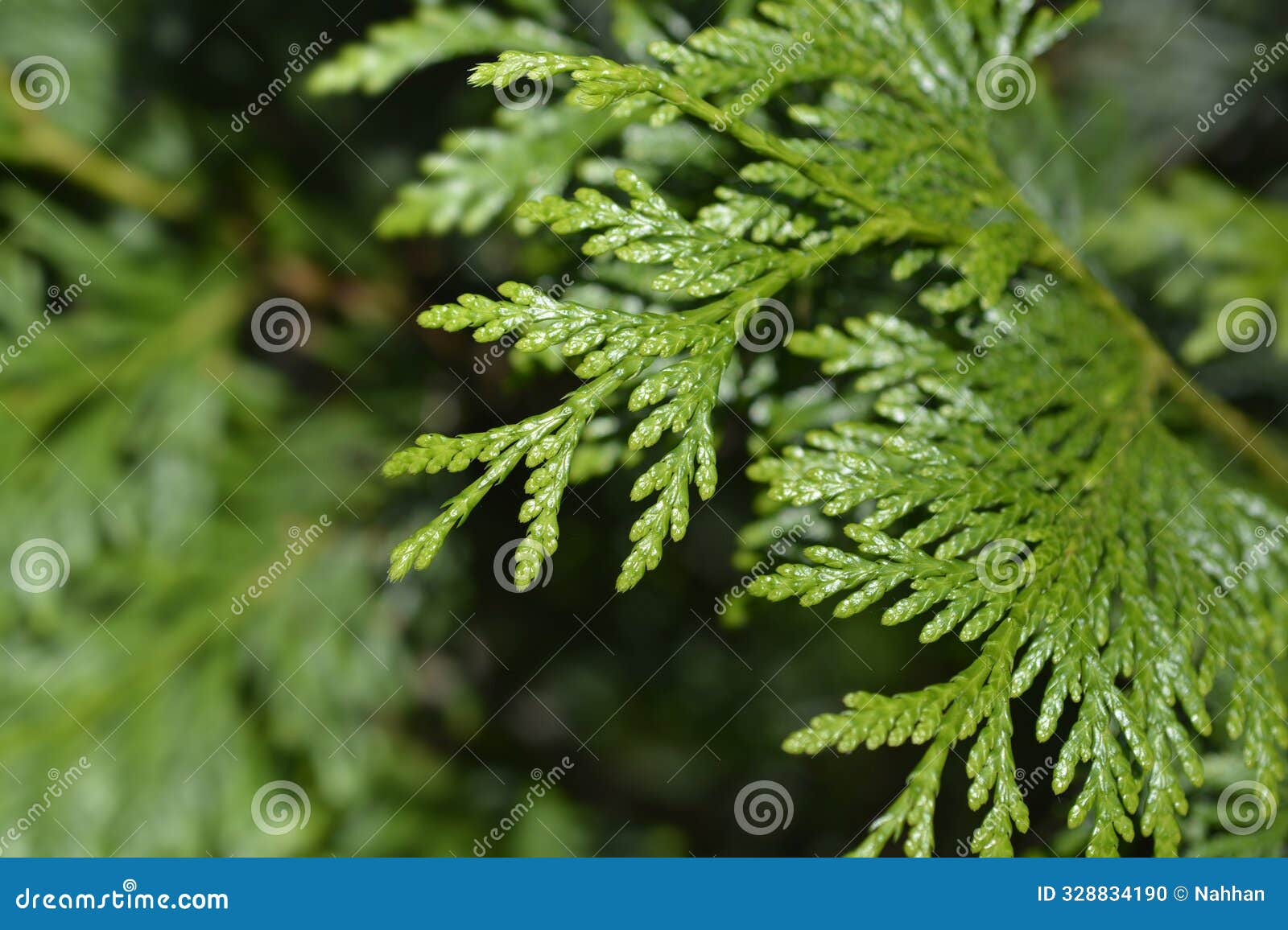 Western Red Cedar stock photo. Image of vitae, canoe - 328834190