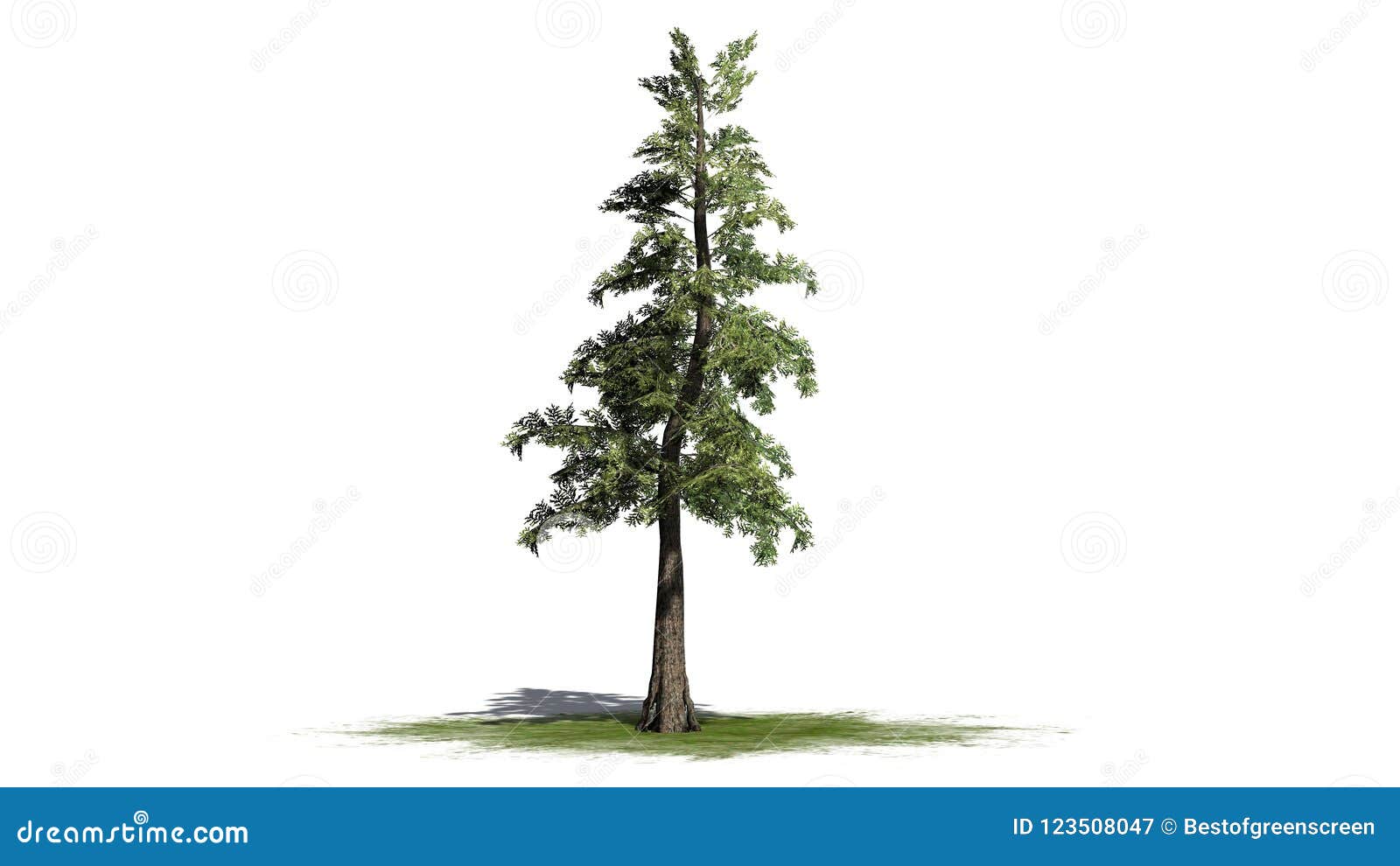 Western Red Cedar tree stock illustration. Illustration of stem - 123508047