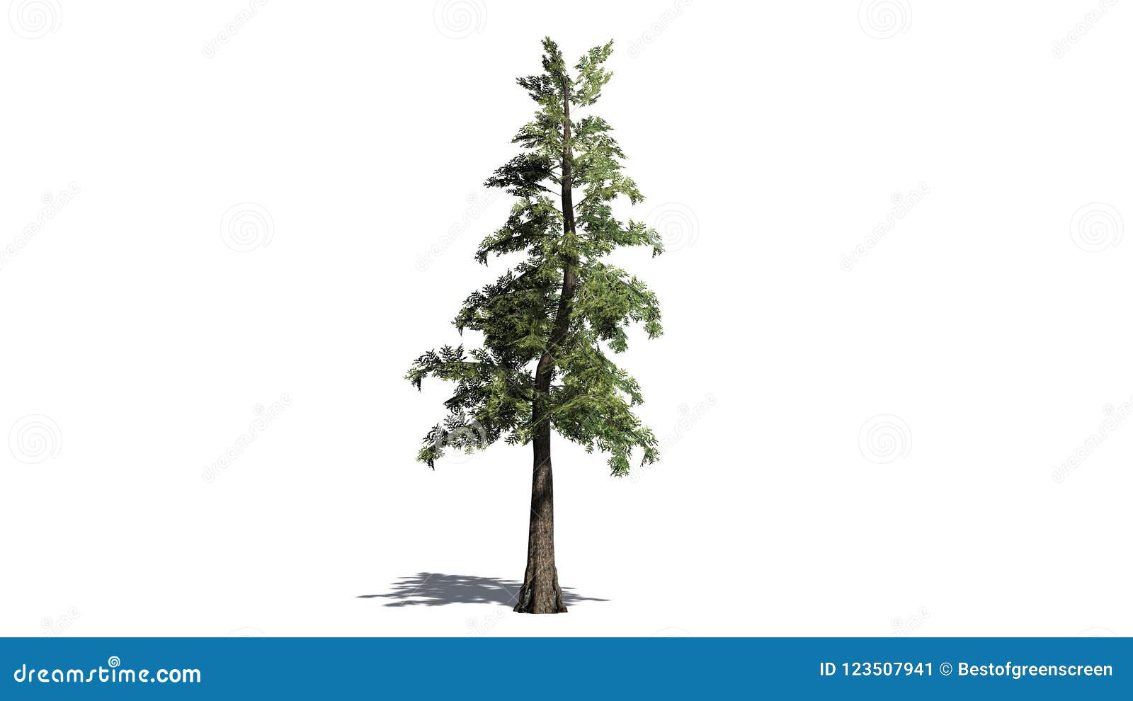 Western Red Cedar Tree Stock Photography | CartoonDealer.com #123507998
