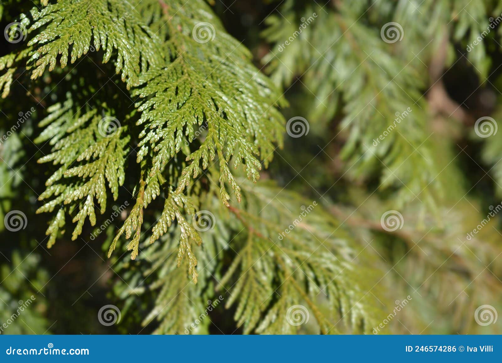 Western Red Cedar stock photo. Image of plant, green - 246574286