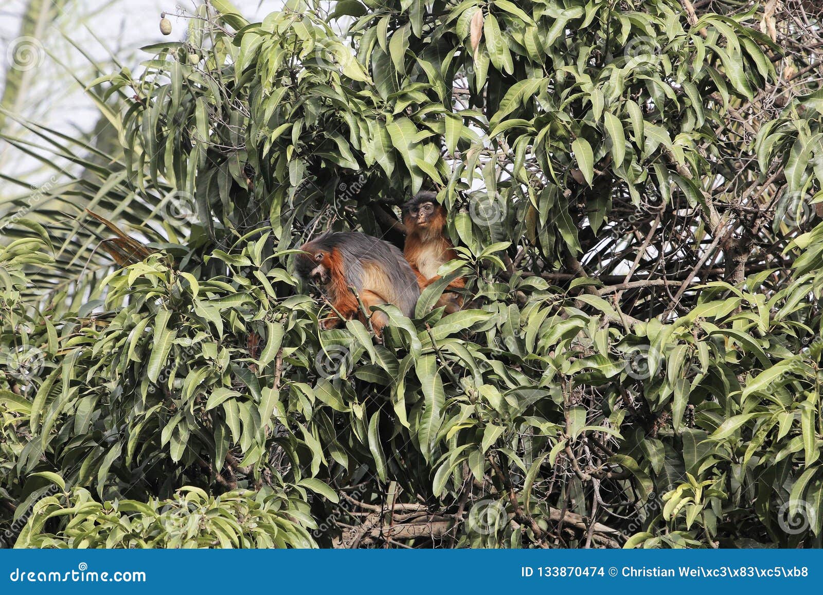 Western Red Colobus Procolobus Badius Monkey in a Forest Tree Stock ...