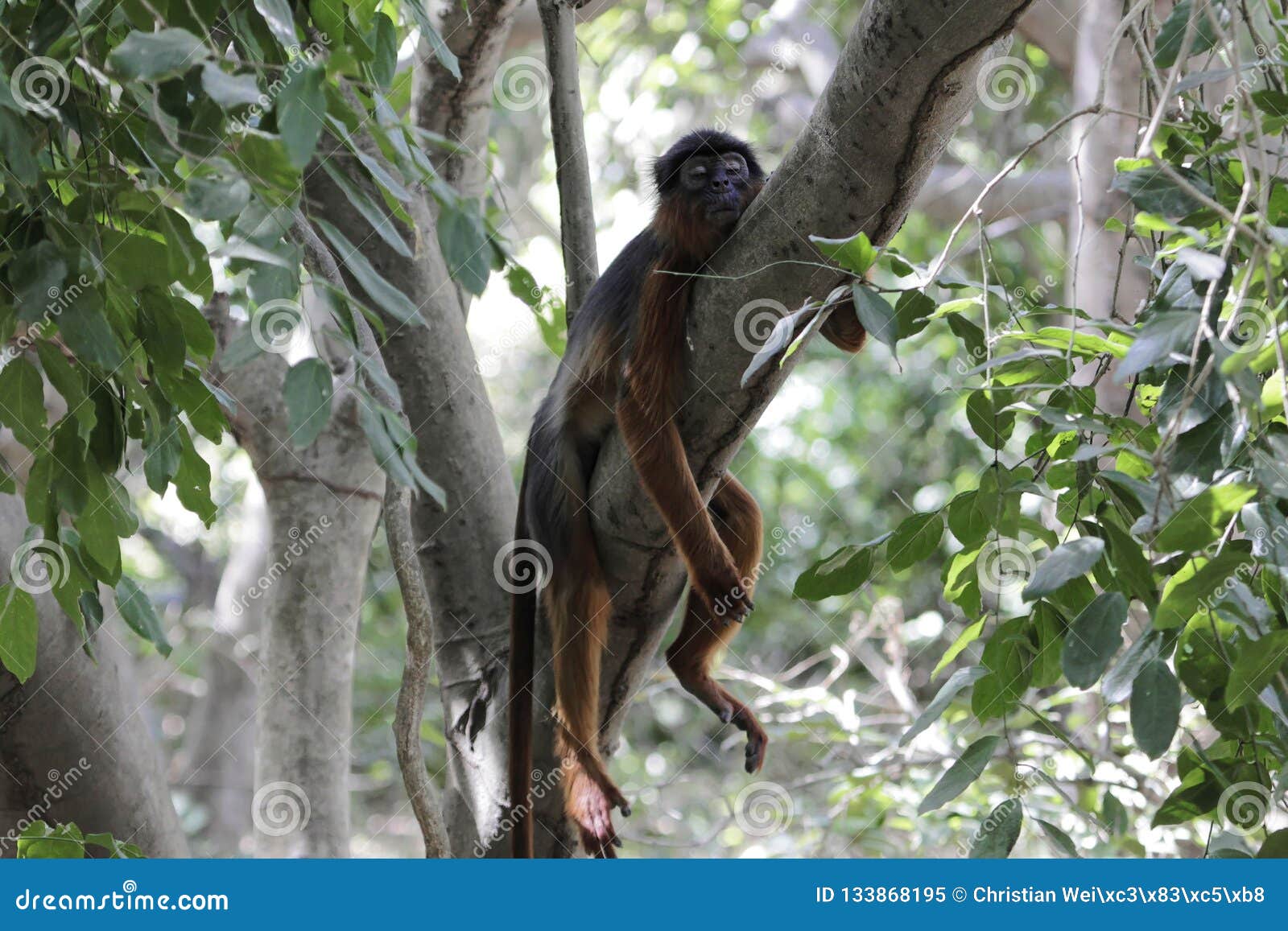 Western Red Colobus Procolobus Badius Resting on a Branch Stock Image ... Western Red Colobus Procolobus Badius Resting on a Branch Stock Image ...