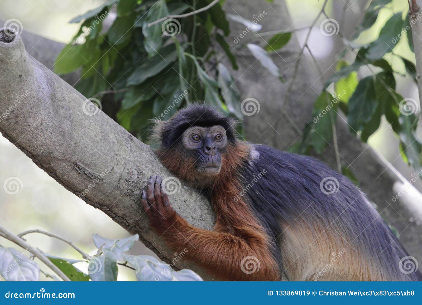 Western Red Colobus Procolobus Badius Resting on a Branch Stock Image ... Western Red Colobus Procolobus Badius Resting on a Branch Stock Image ...