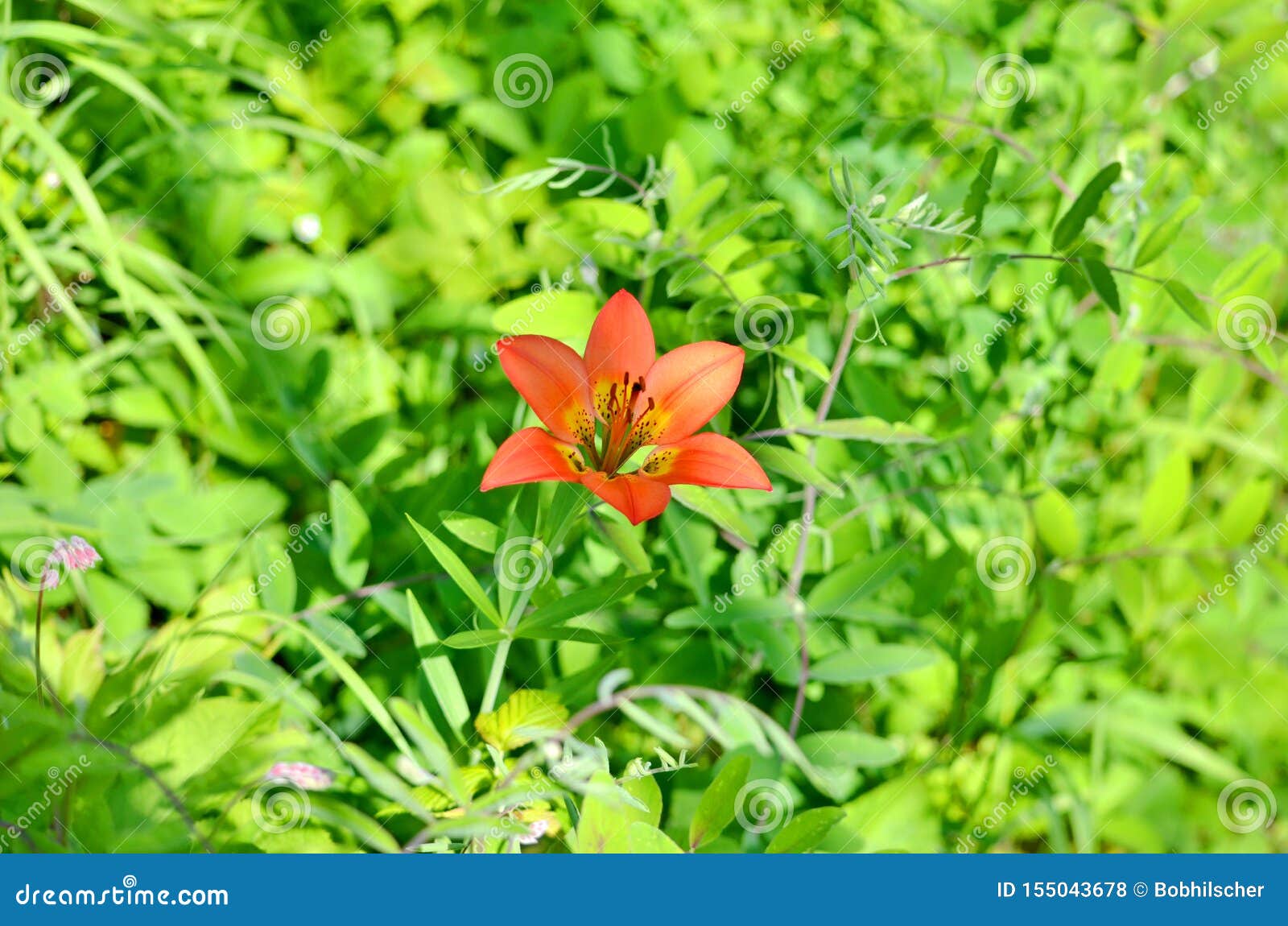 Western Red Lily stock photo. Image of provincial, lilium - 155043678