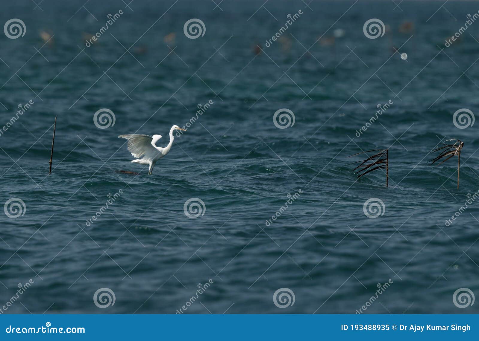 Western Reef Egret White Morphed Stock Image - Image of aves, morphed ...