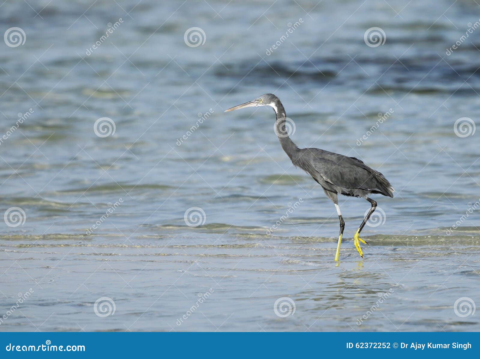 Western reef heron stock photo. Image of ardeidae, slaty - 62372252