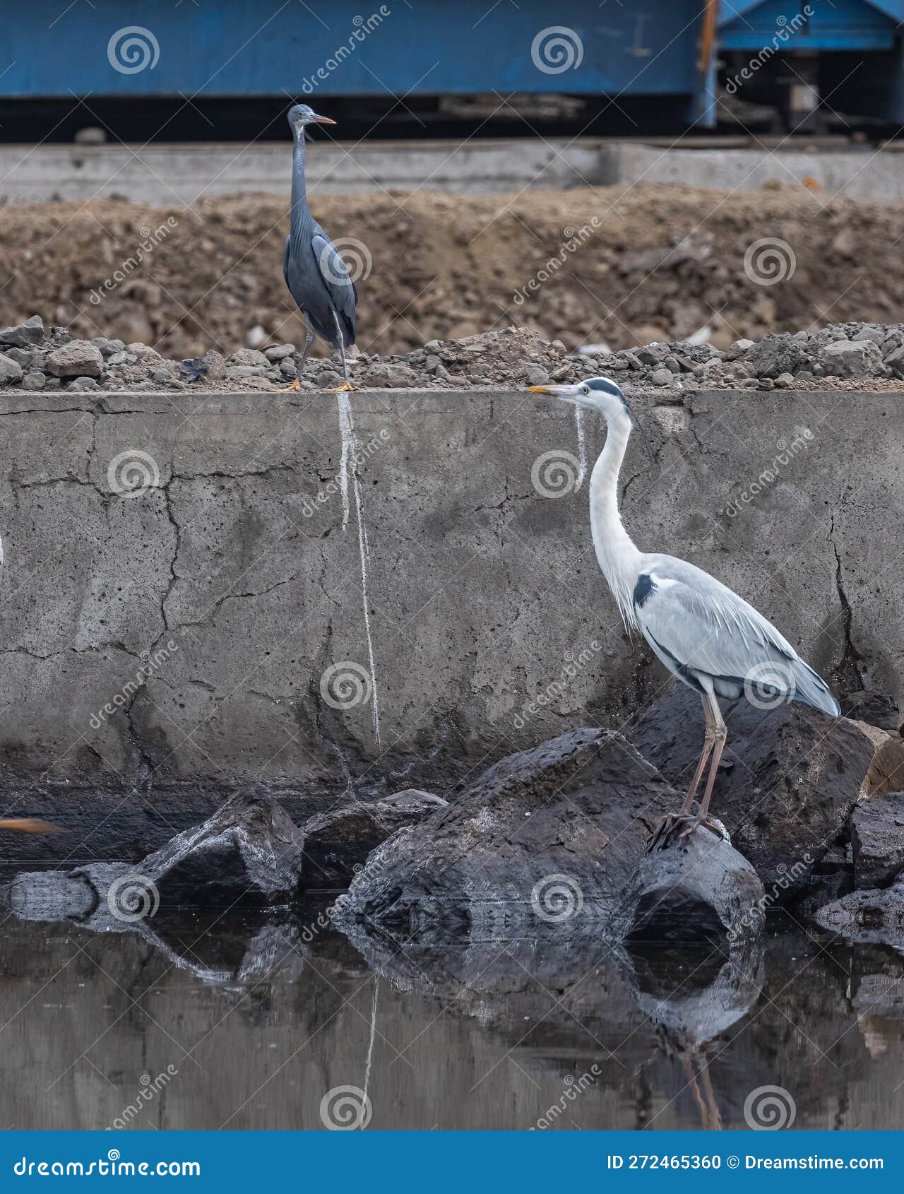 A Western Reef Heron in Communication with Grey Heron Stock Photo ...