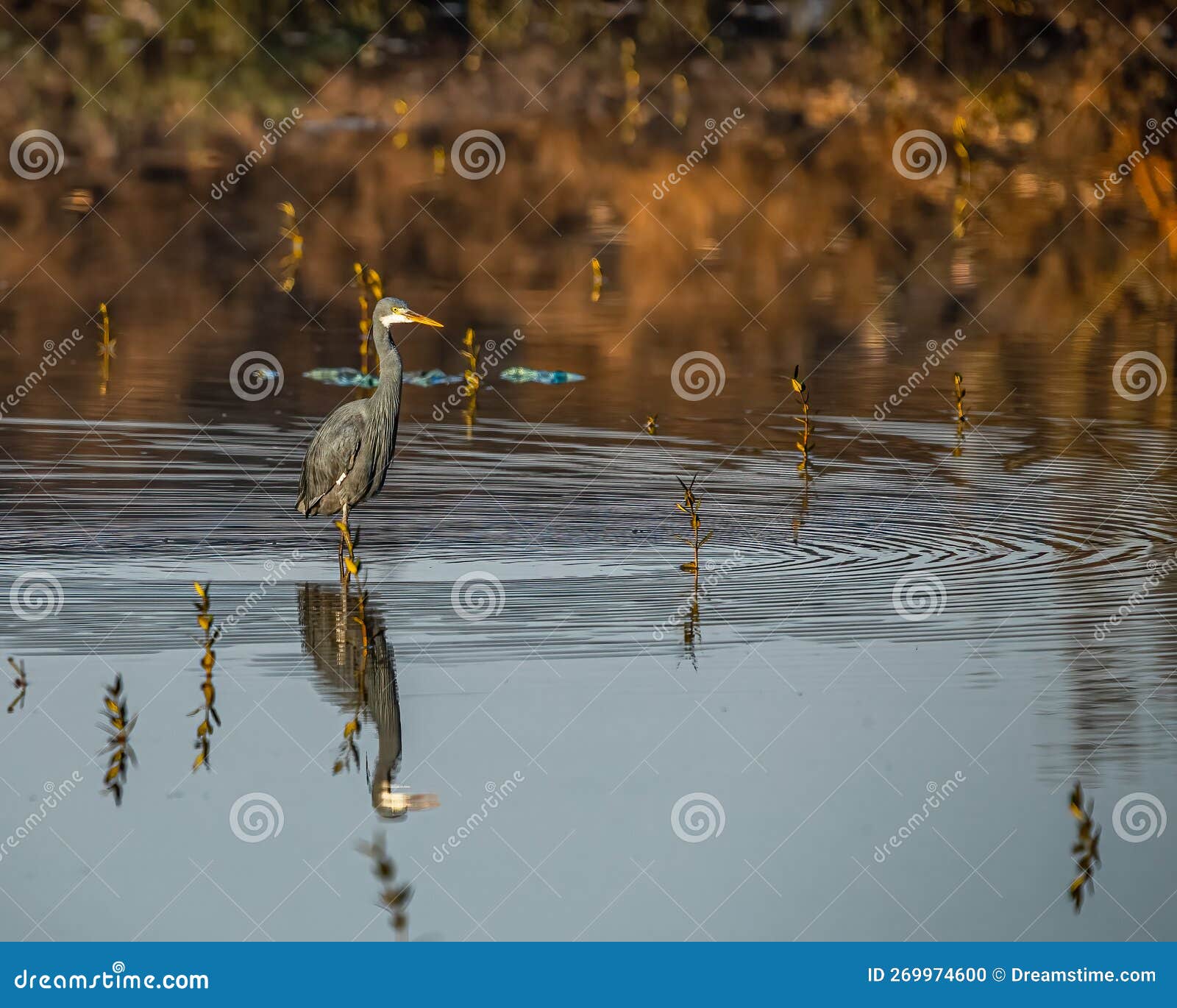 A Western reef heron stock photo. Image of country, scene - 269974600