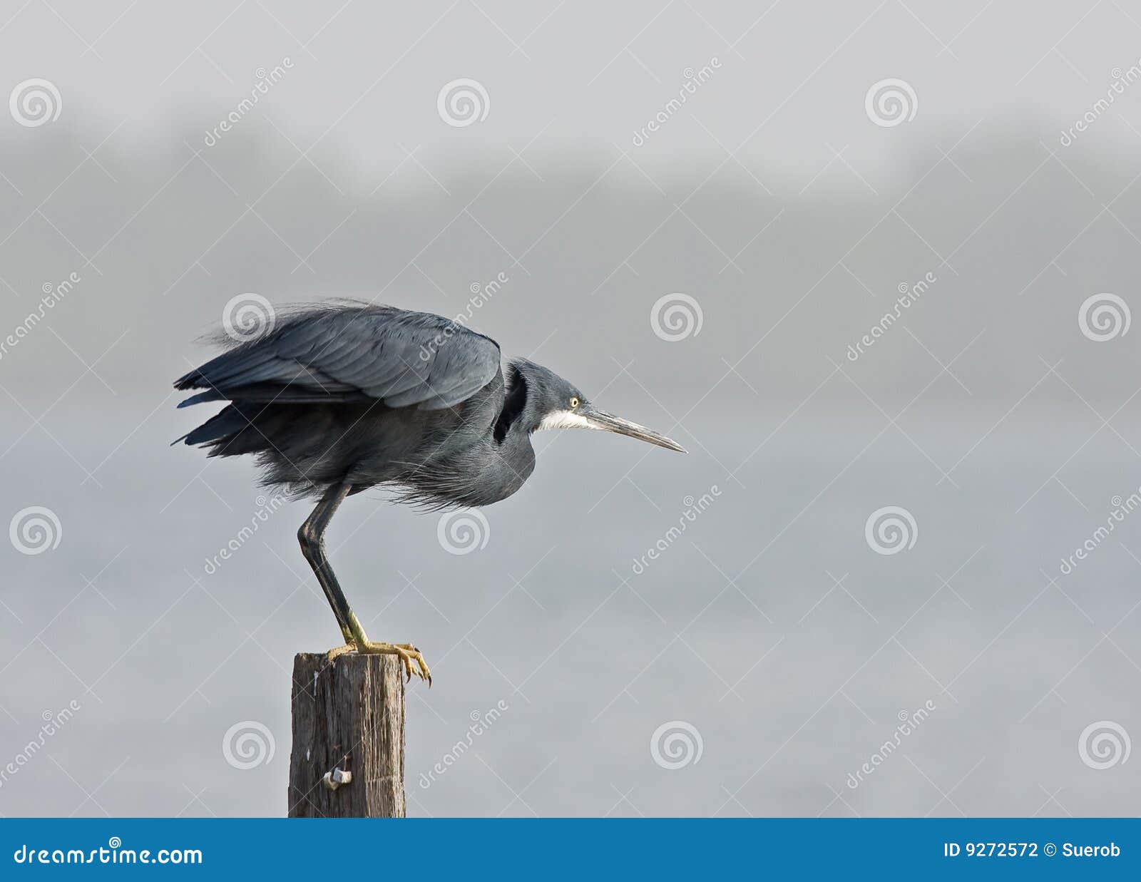 Western Reef Heron Ready To Fly Stock Photo - Image of balance, gularis ...