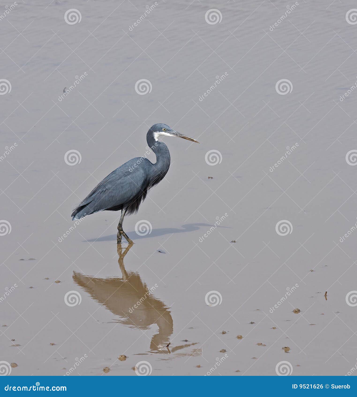 Western Reef Heron Riverside Stock Photo - Image of shadow, travel: 9521626