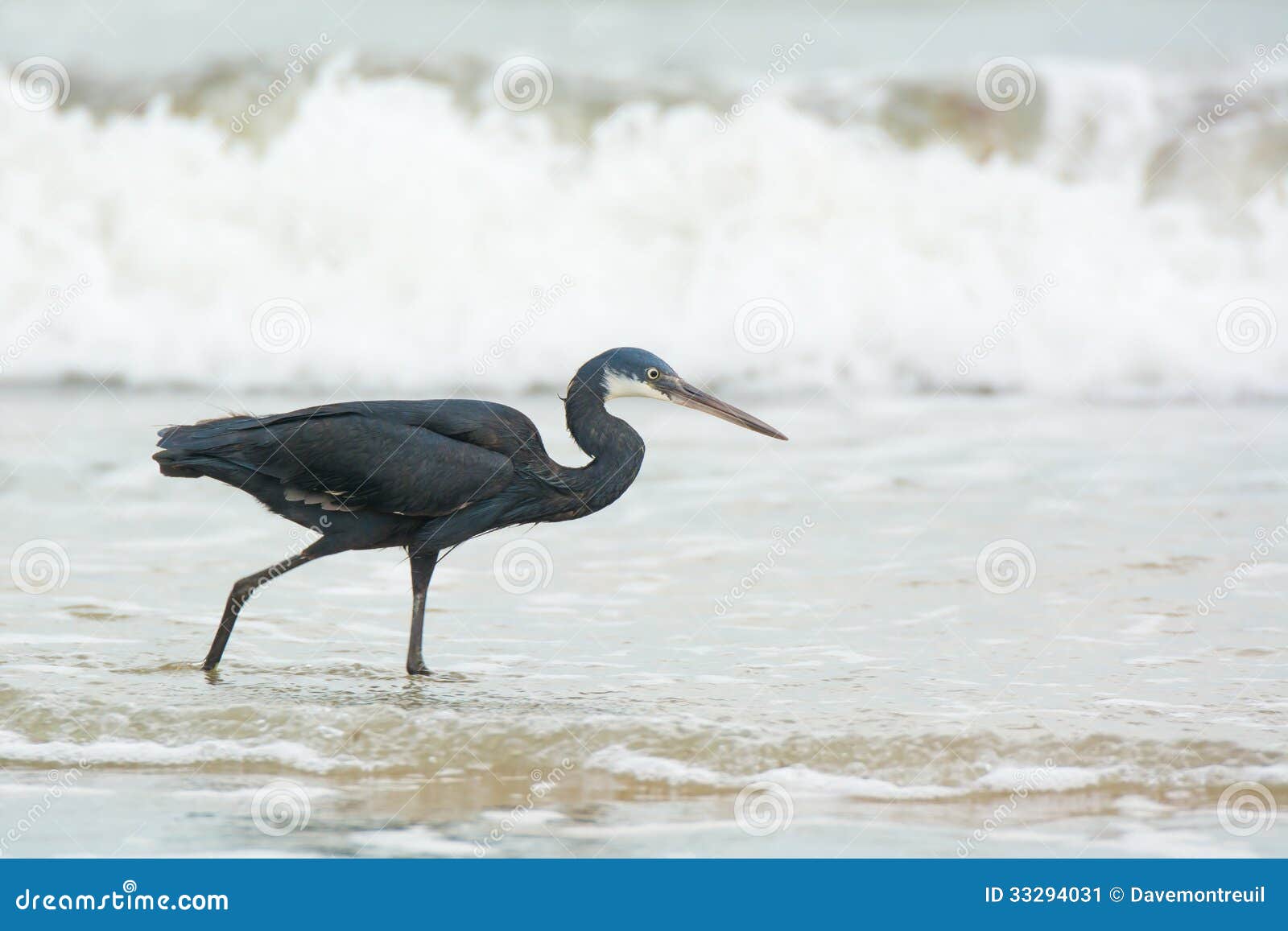 Western Reef Heron stock image. Image of ocean, gambia - 33294031