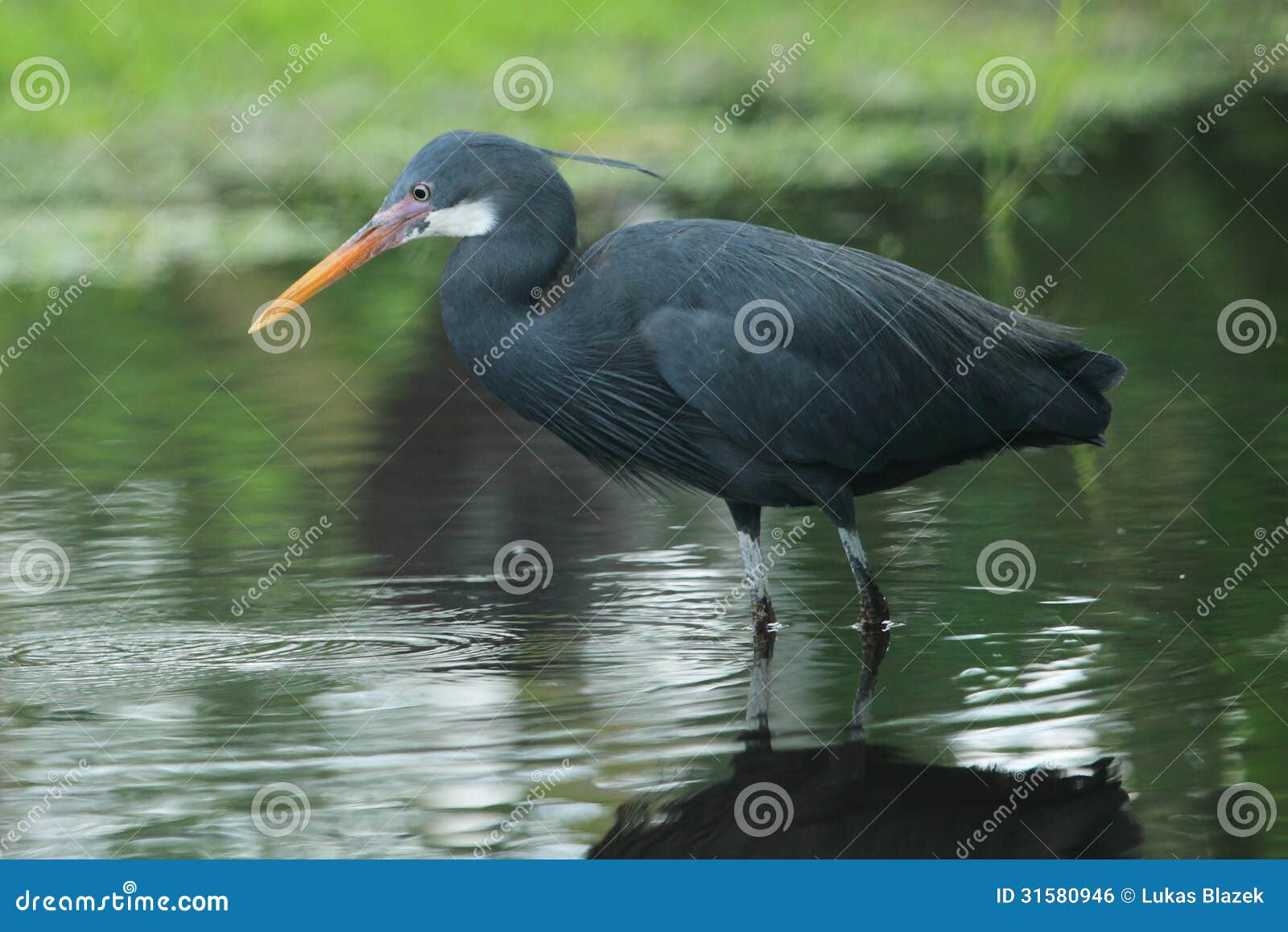Western reef heron stock photo. Image of medium, standing - 31580946