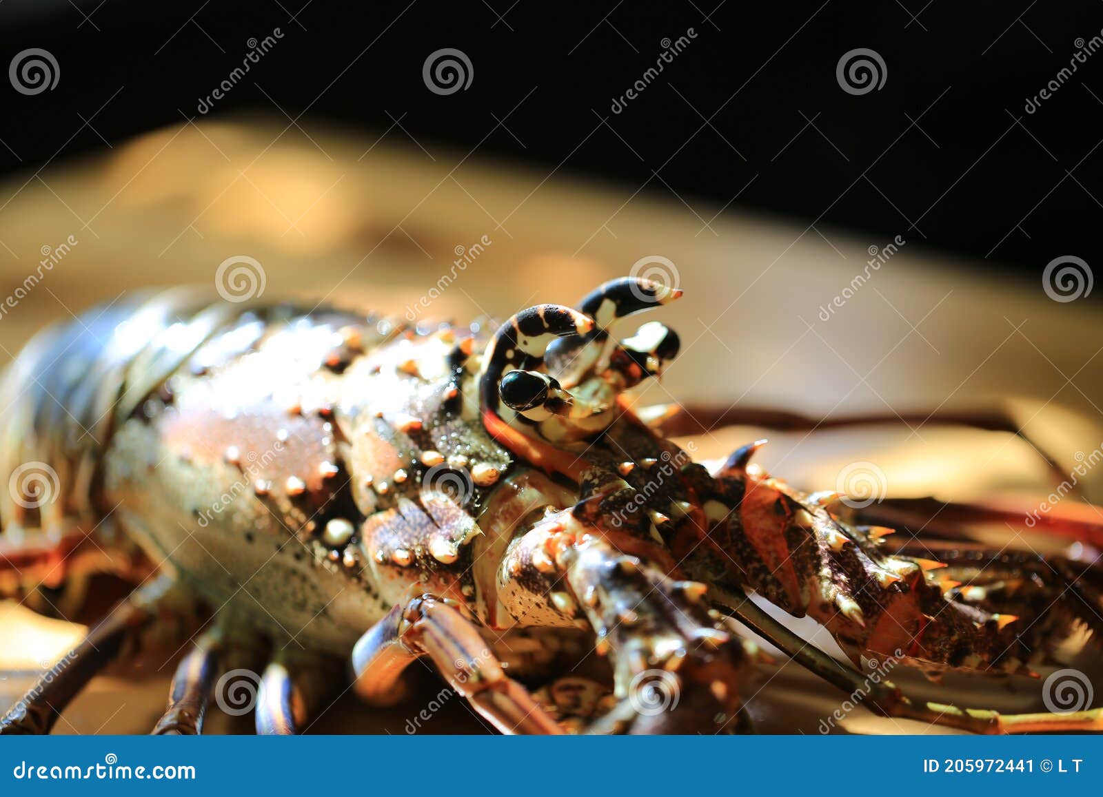 Western Rock Lobster on the Table Stock Image - Image of food, boiled ...