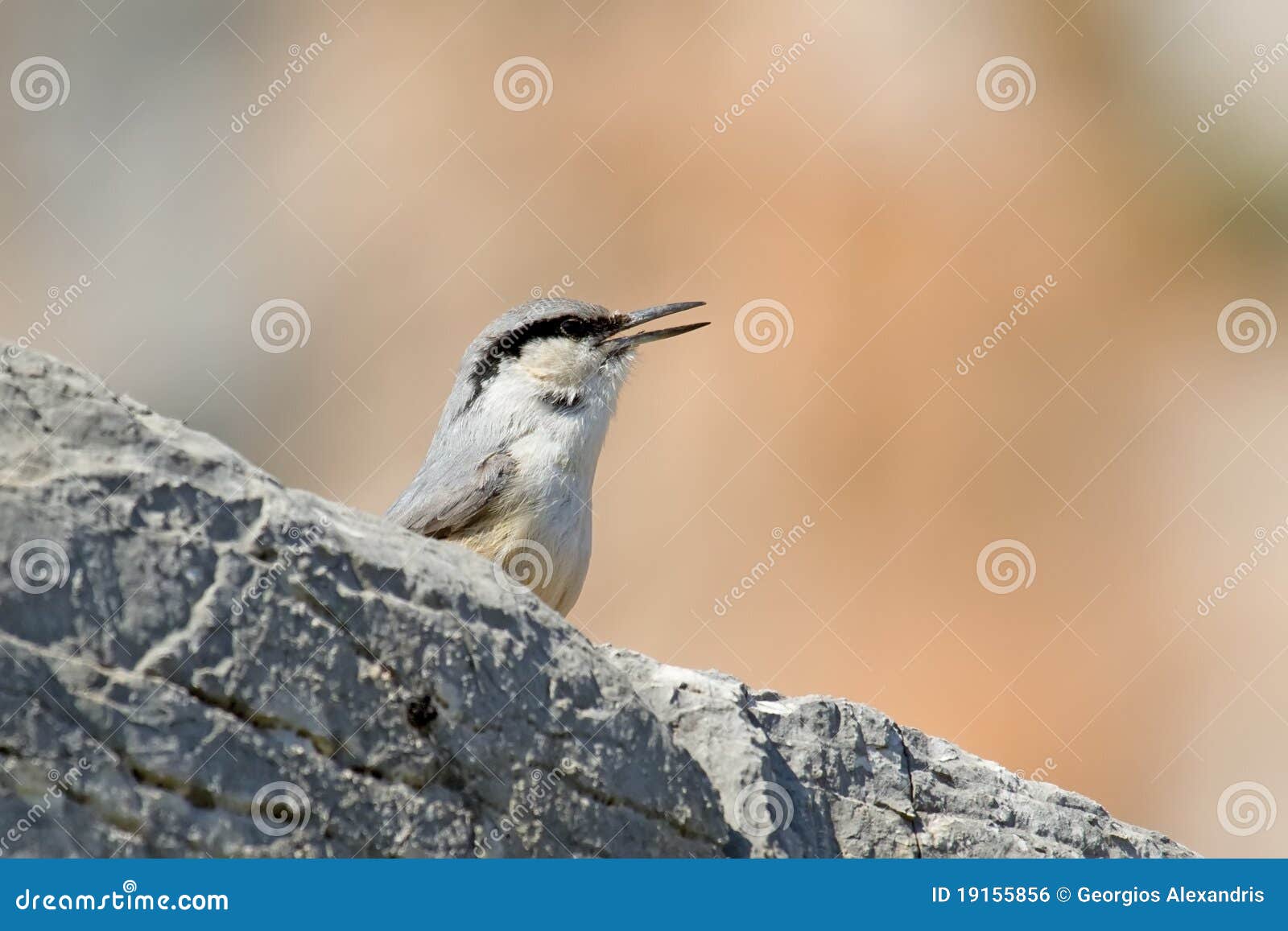 Western Rock Nuthatch stock photo. Image of birds, singing - 19155856