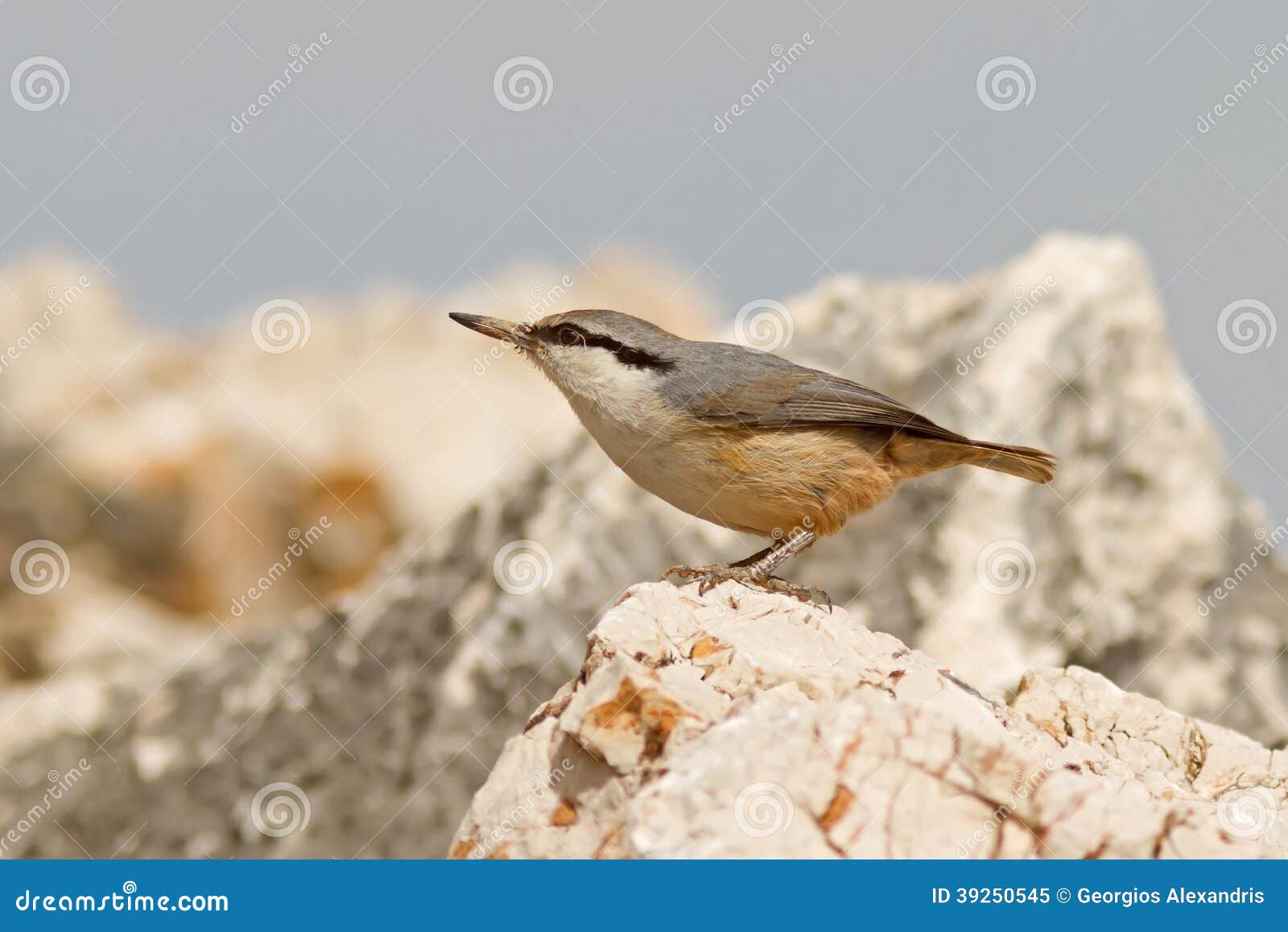Western Rock Nuthatch stock image. Image of sitta, bill - 39250545