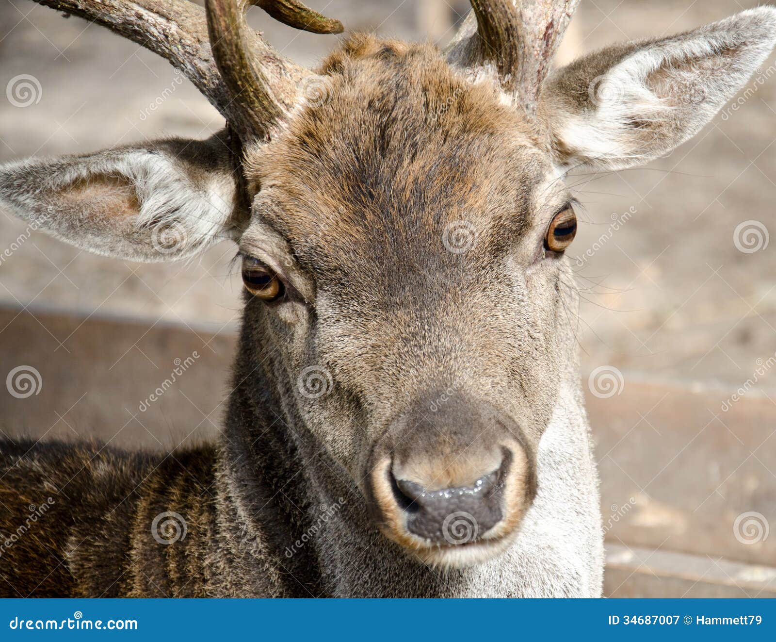 Western roe deer stock image. Image of animal, mammal - 34687007