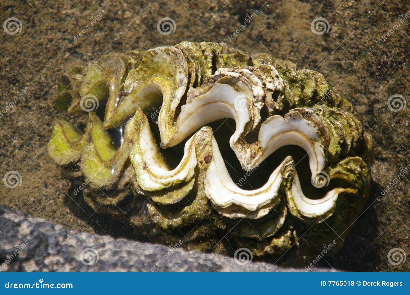 Western Samoa - shell stock photo. Image of upolo, shell - 7765018