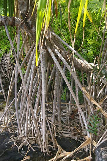 Western Samoa - tree roots stock photo. Image of apia - 7764914