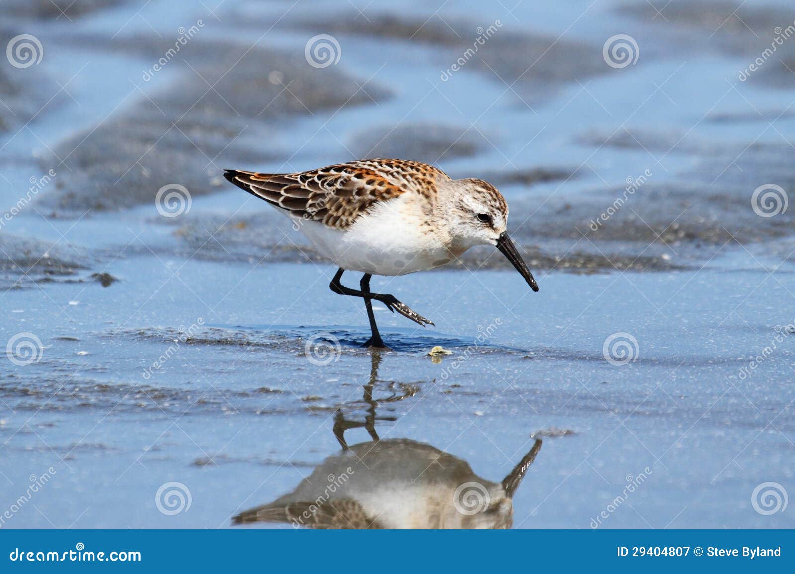 318 Mauri Vector Stock Photos - Free & Royalty-Free Stock Photos from ...