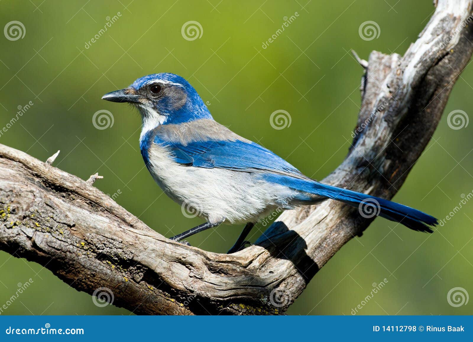 Western Scrub Jay stock photo. Image of californica, tree - 14112798