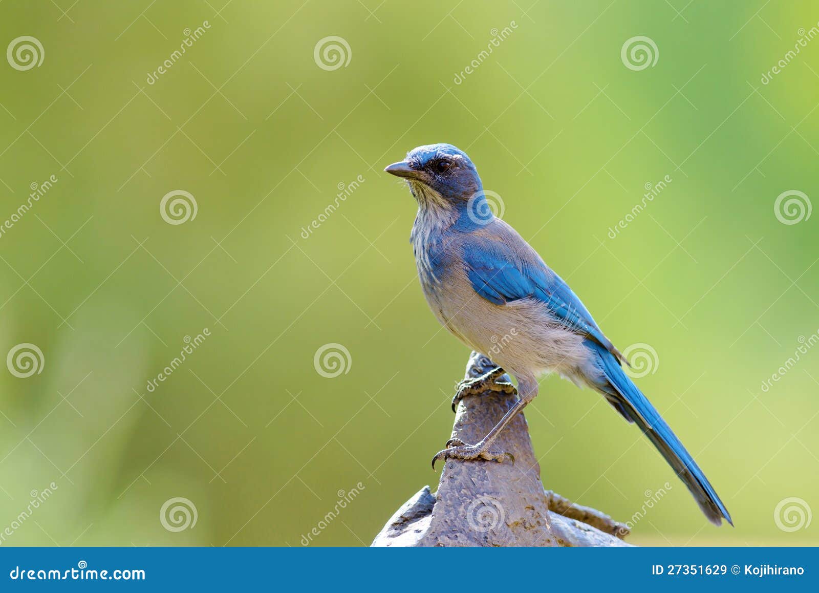 Western Scrub Jay stock image. Image of green, feather - 27351629