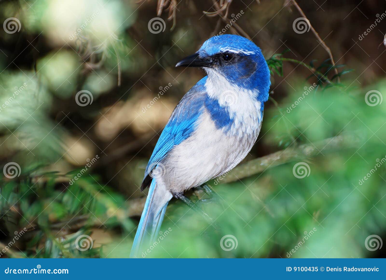 Western Scrub Jay - Aphelocoma Californica Stock Image - Image of ...