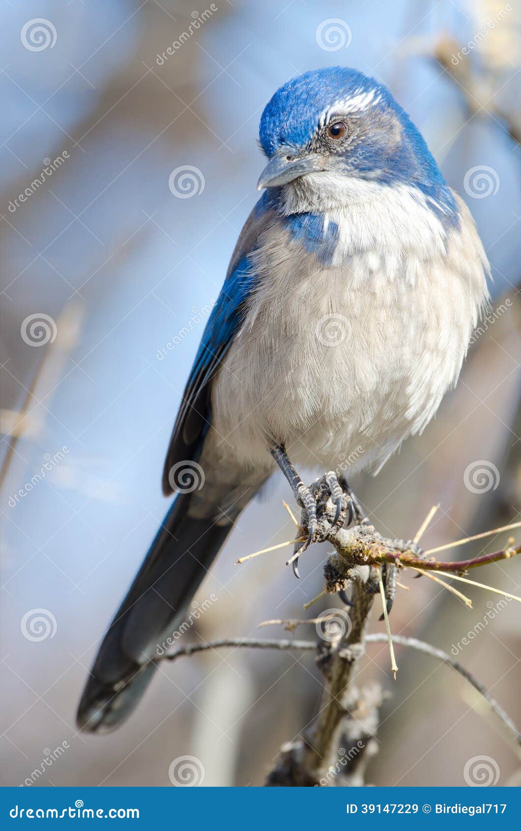 Western Scrub Jay stock image. Image of southwest, nature - 39147229