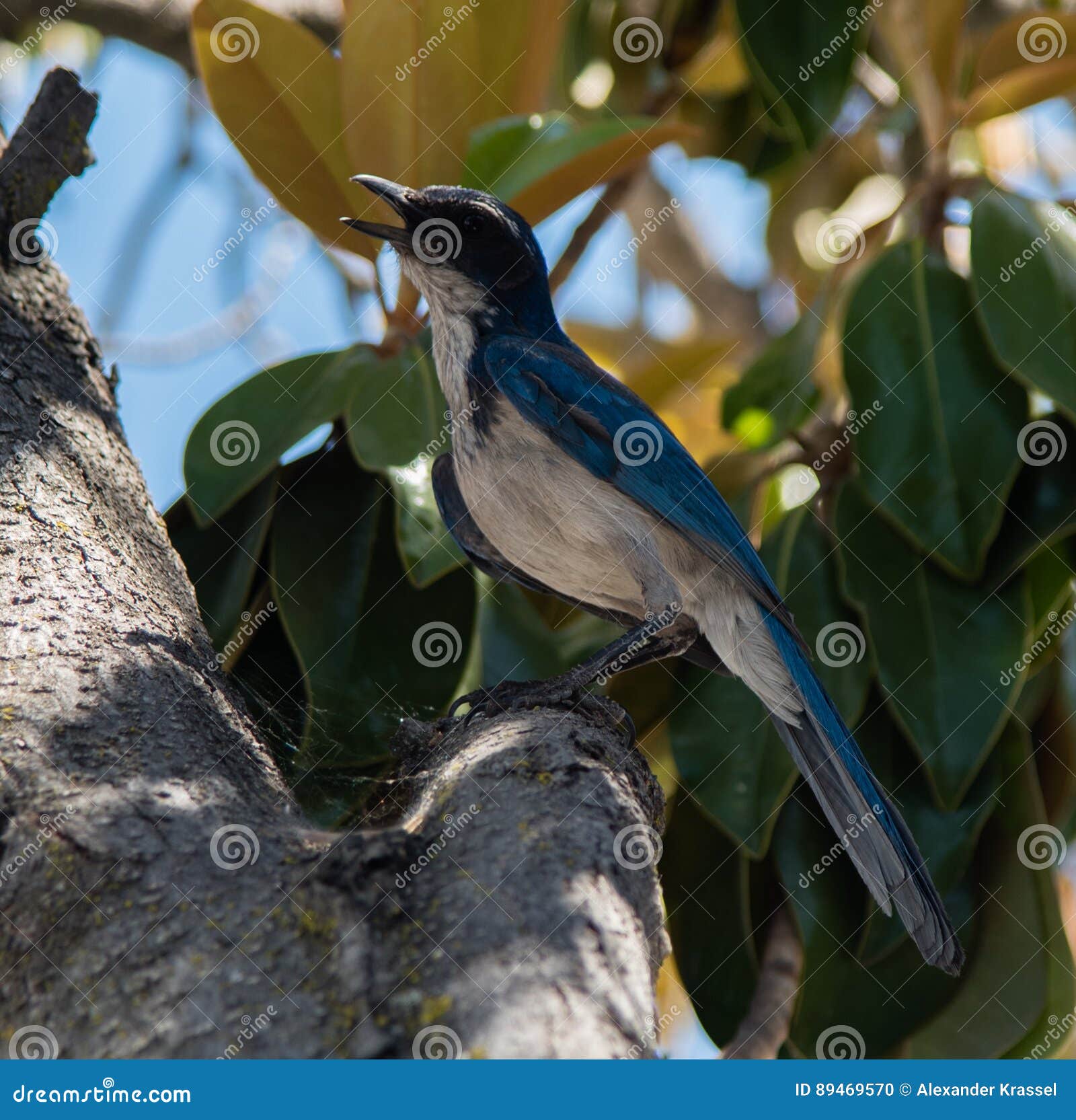 Western Scrub-Jay stock photo. Image of feathers, iridescent - 89469570