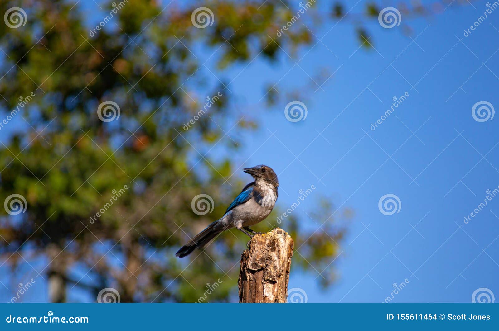 Perching Scrub Jay stock photo. Image of cucullatus - 155611464