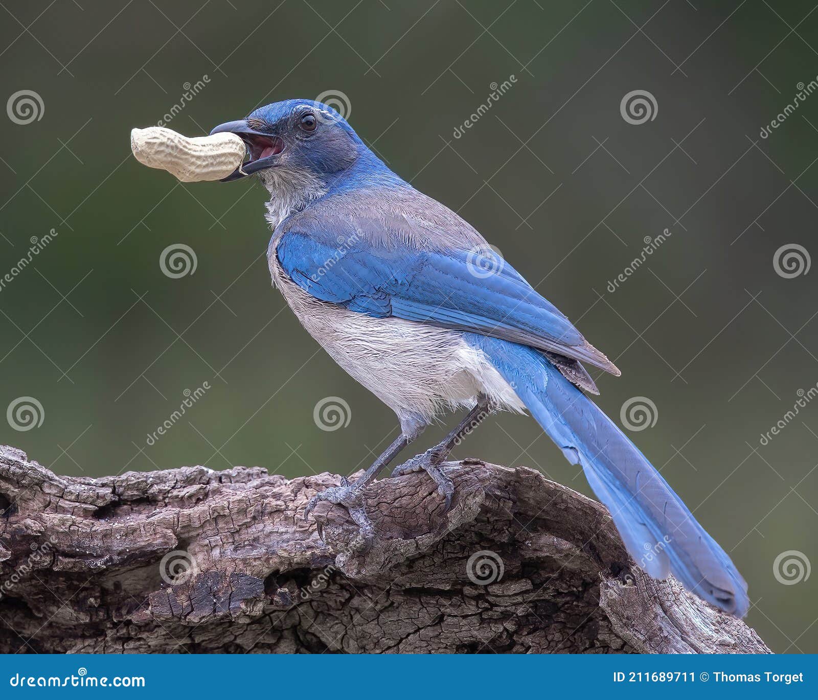 Western Scrub-Jay Poses on Tree Branch with Peanut in Its Beak Stock ...