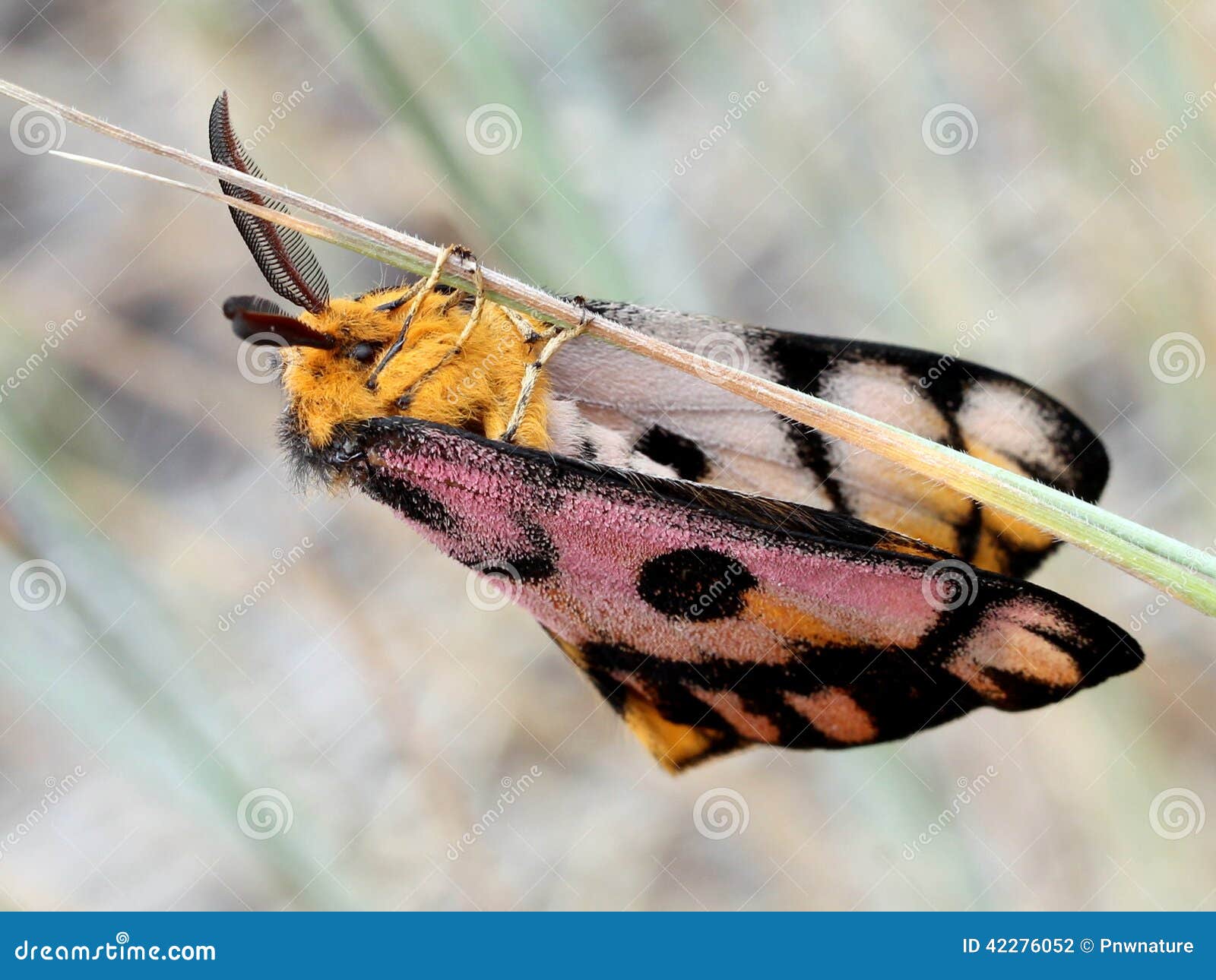 Western Sheepmoth on a Blade of Grass Stock Photo - Image of moth ...