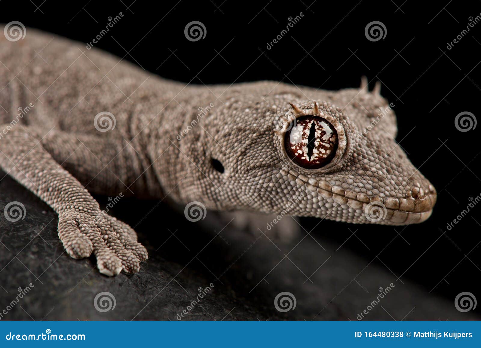 Western Shield Spiny-tailed Gecko Stropurus Wellingtonae Stock Photo ...