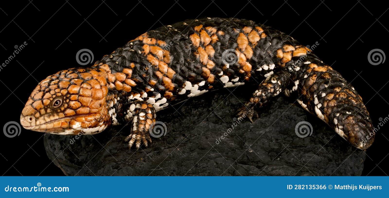 Western Shingleback Skink (Tiiqua Rugosa Rugosa) Stock Photo - Image of ...