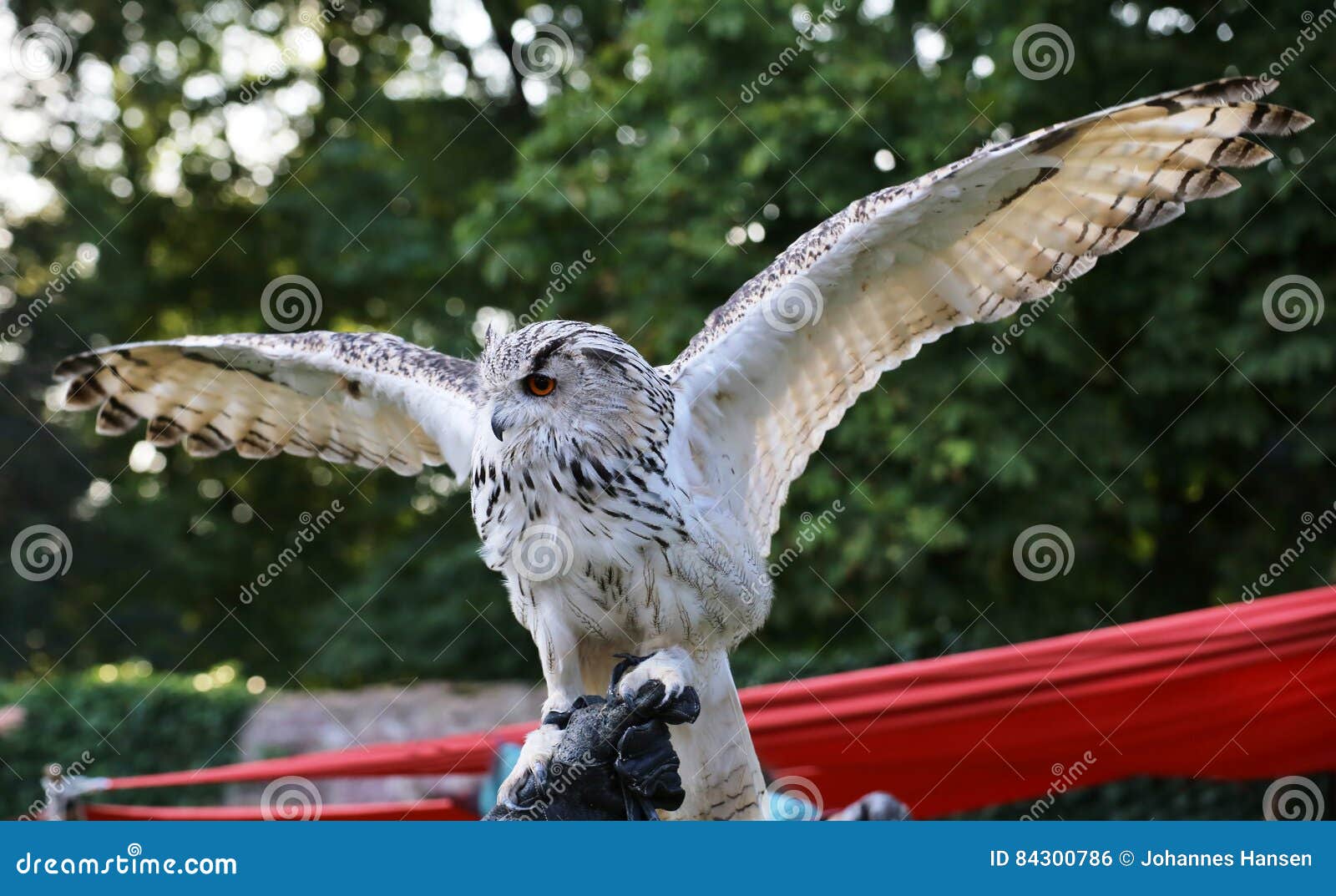 Western Siberian Eagle-owl (Bubo Bubo Sibiricus) is Spreading Its Wings ...