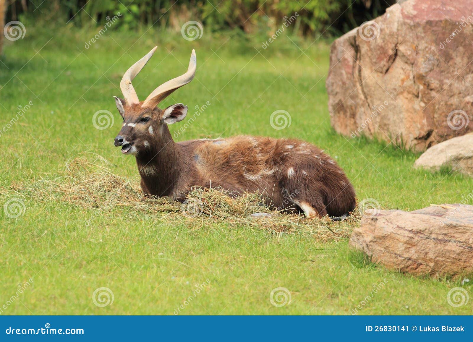 Western Sitatunga Eating Grass Royalty-Free Stock Photo | CartoonDealer ...