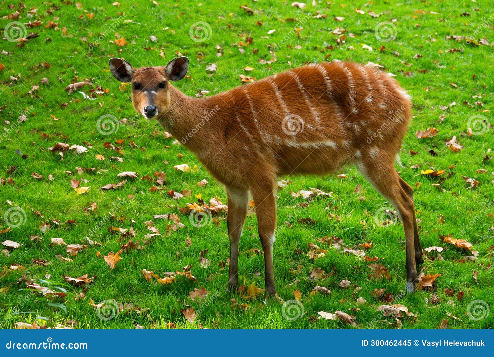 Western Sitatunga Stock Photo | CartoonDealer.com #61477386
