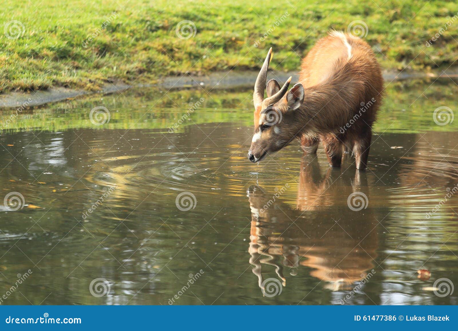 Western Sitatunga Eating Grass Stock Image | CartoonDealer.com #77086033
