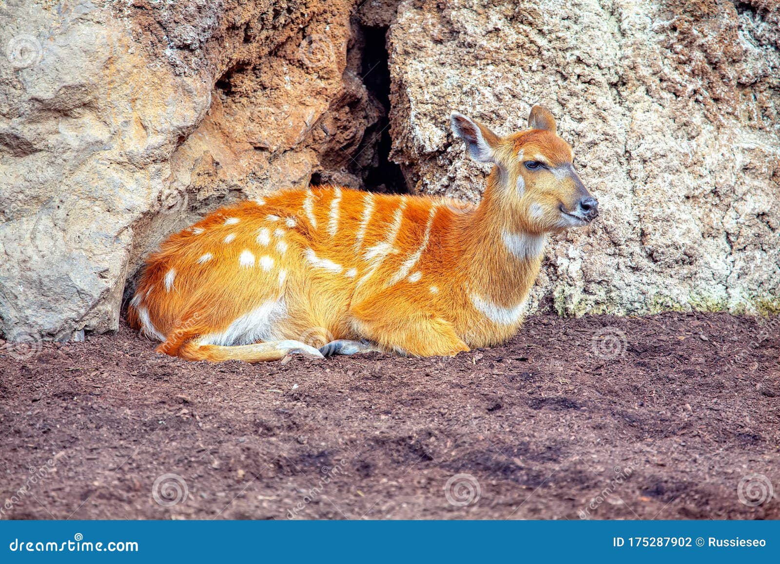 Western Sitatunga Eating Grass Royalty-Free Stock Photography ...