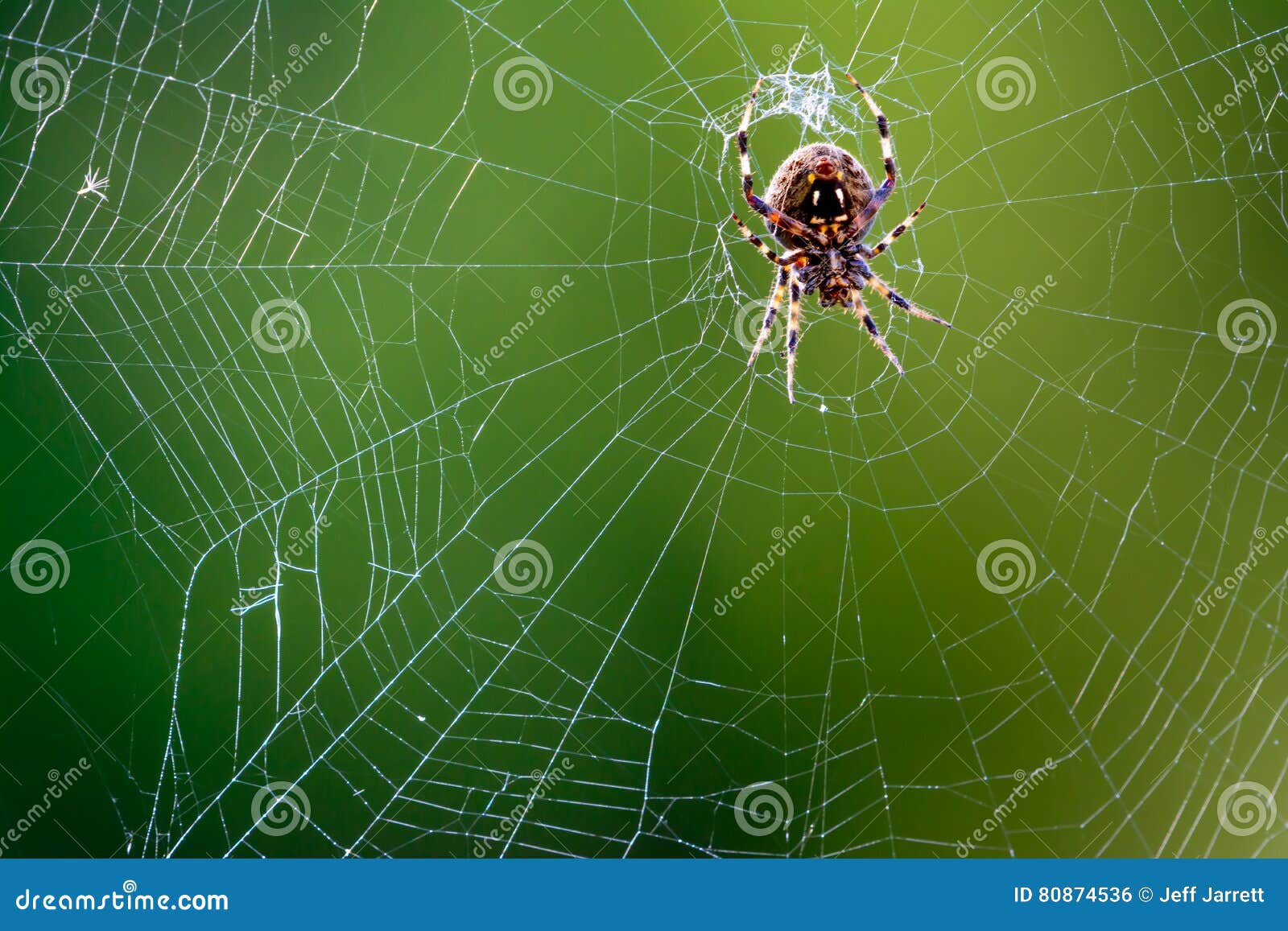 Western Spotted Orb Weaver Spider - Neoscona Oaxacensis Stock Photo ...