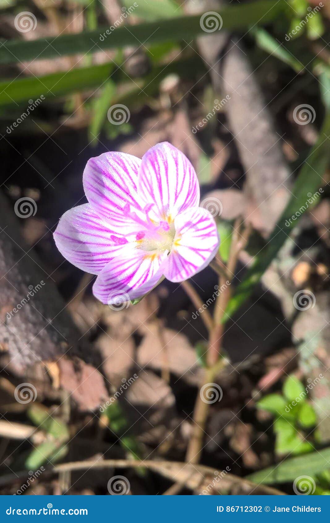 Western Spring Beauty stock photo. Image of veins, pretty - 86712302