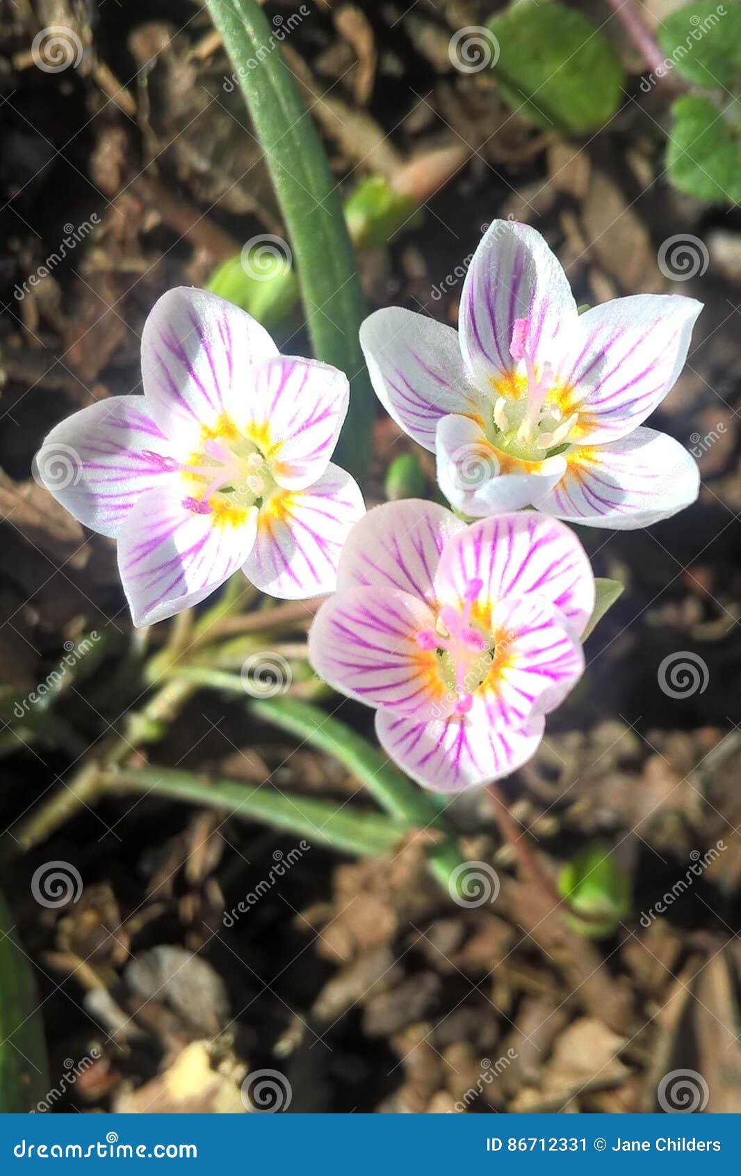 Western Spring Beauty stock image. Image of landscape - 86712331