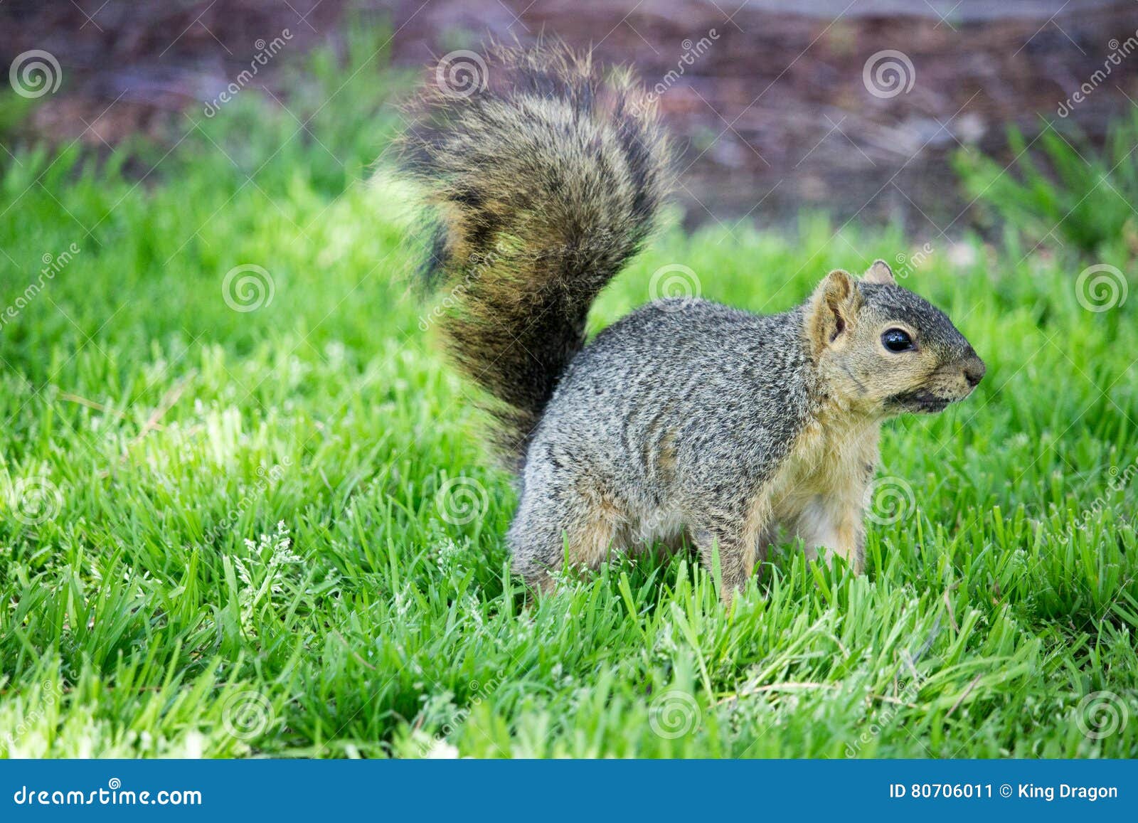 Western Squirrel stock image. Image of tree, flying, trunk - 80706011