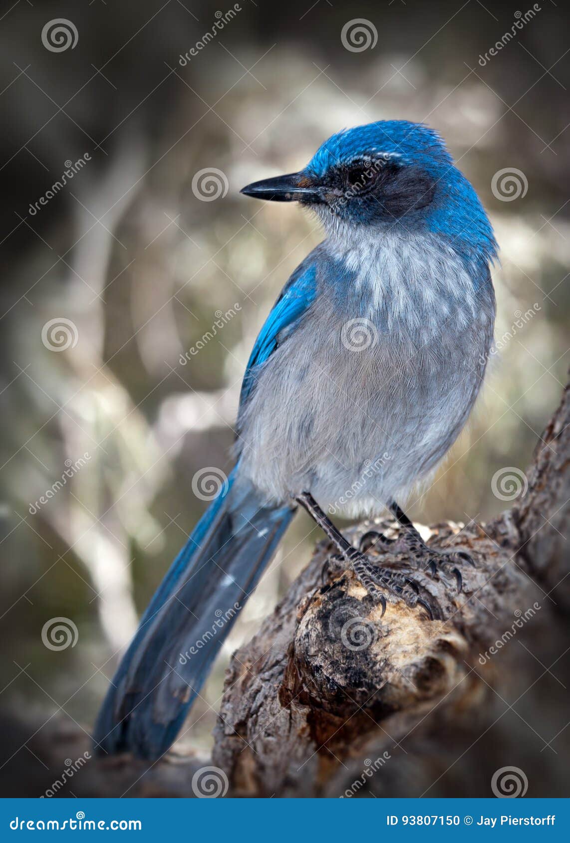 Western Srub Jay on Branch stock photo. Image of feather - 93807150
