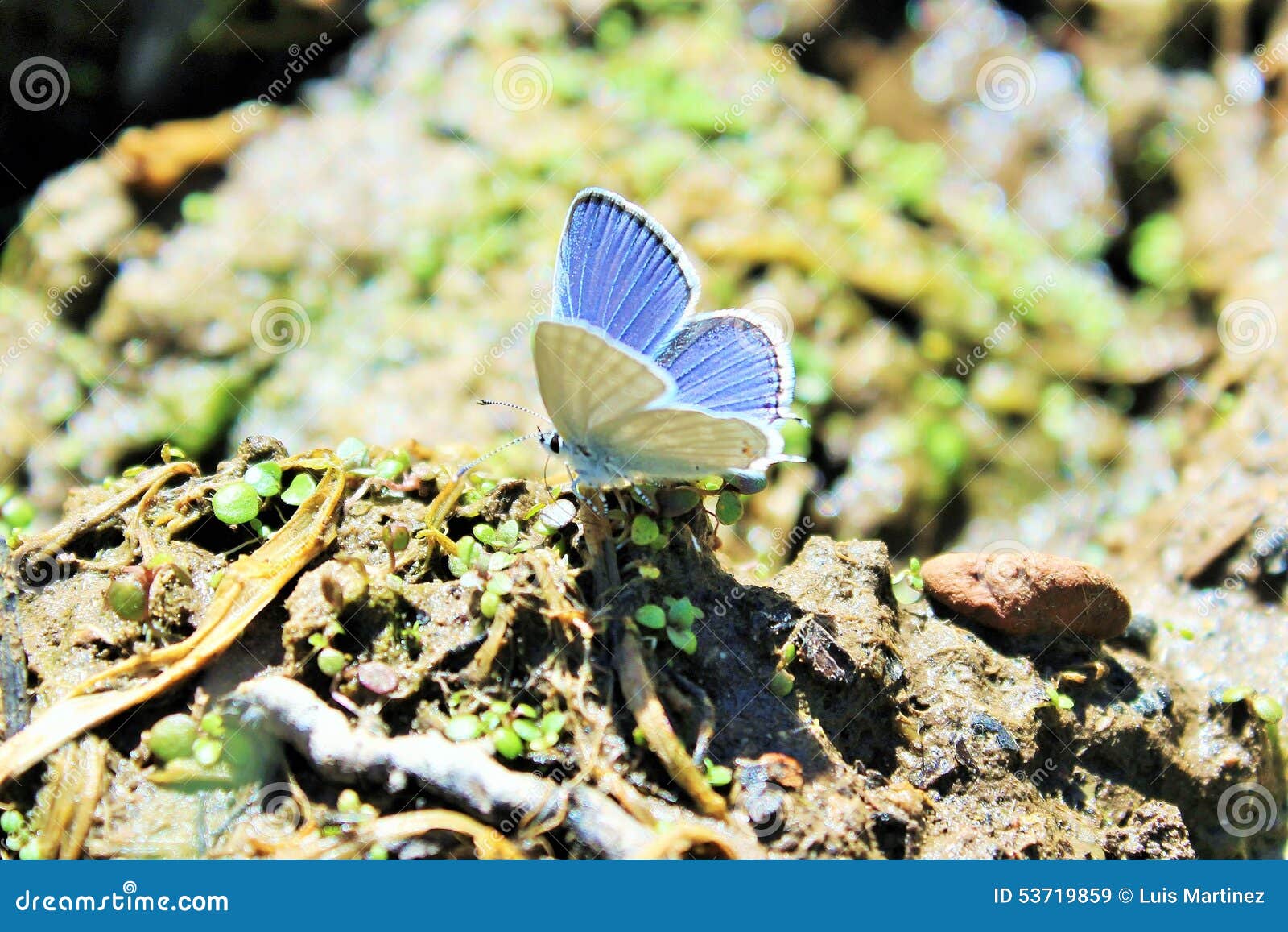 Western Tailed-blue Butterfly Stock Image - Image of butterfly, resting ...
