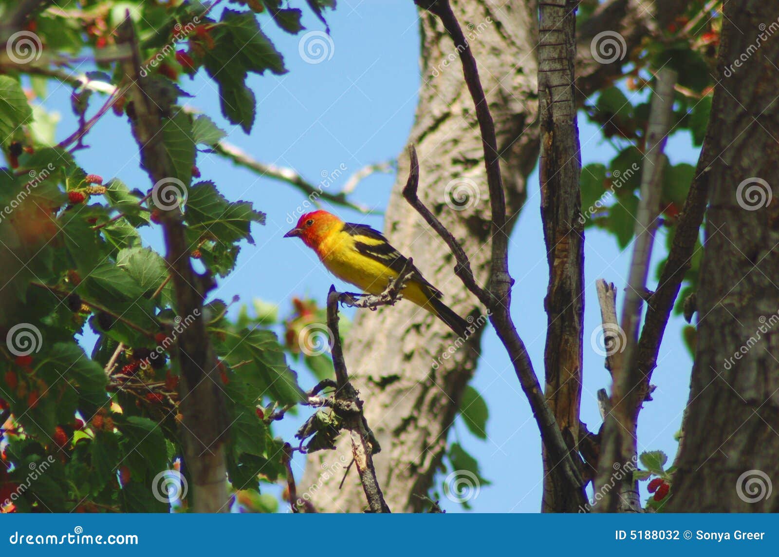 Western Tanager stock photo. Image of bright, yellow, tanager - 5188032